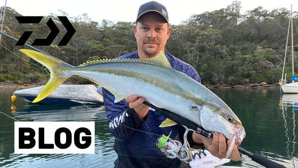 How to Catch Sydney Kingfish – Daiwa Australia