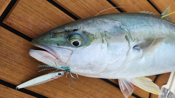 Product Review: OT Jig – Daiwa Australia