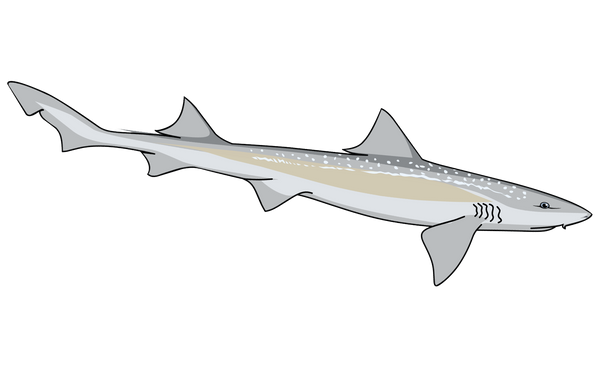 Gummy Shark Tackle – Daiwa Australia