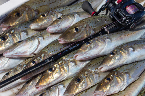 King George Whiting Tackle – Daiwa Australia