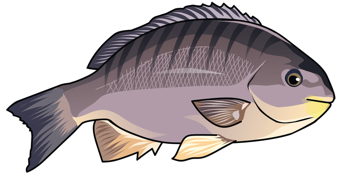 Luderick Tackle – Daiwa Australia